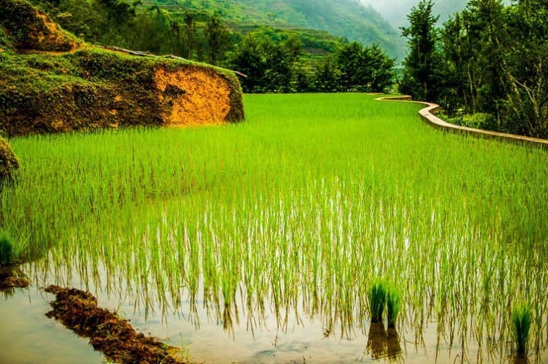 Guide to Banaue, Hapao and Batad Rice Terraces, Philippines